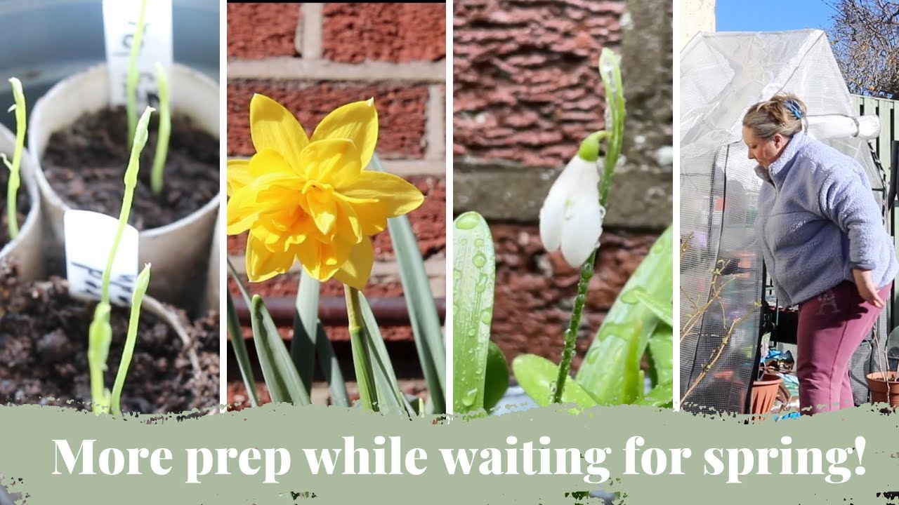 Lovely Gardeny Bits - things are starting to grow while waiting for ...