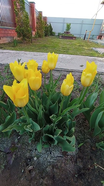 Тюльпан Стронг Голд 🌼🌼🌼 - YouTube