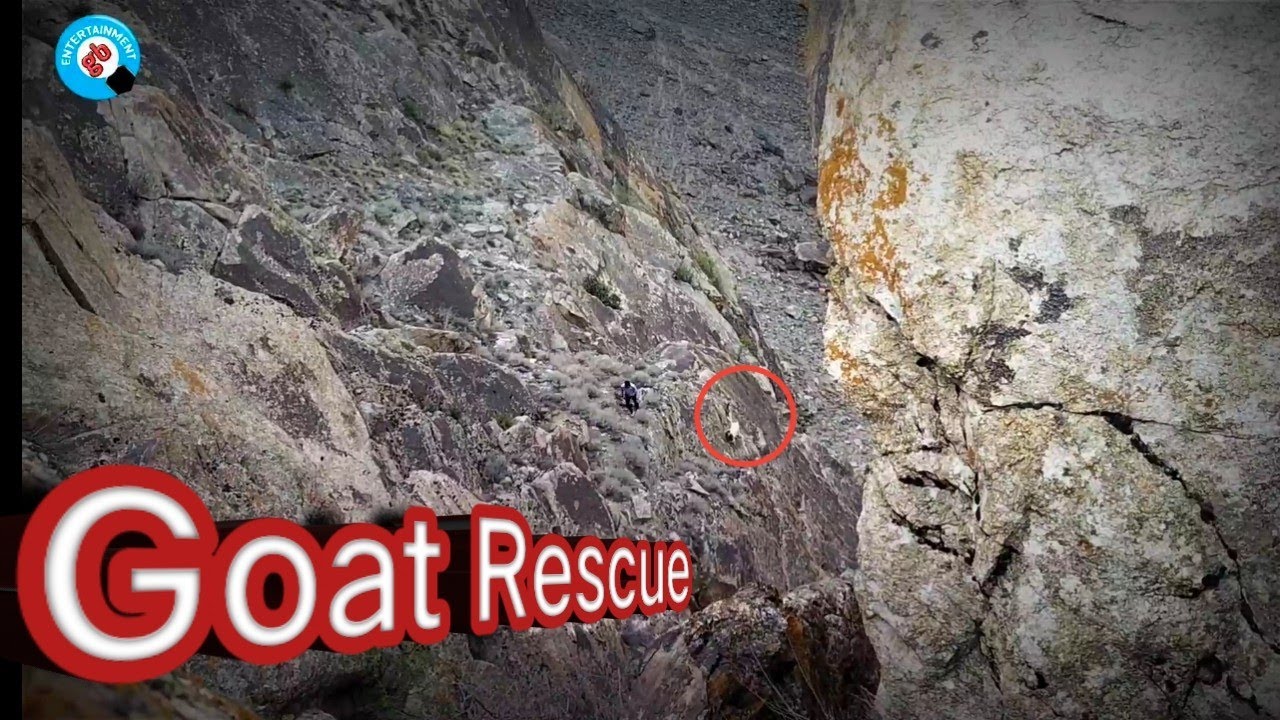 Fail Goat Rescue after 3 days on Mountain of Gilgit Baltistan - YouTube