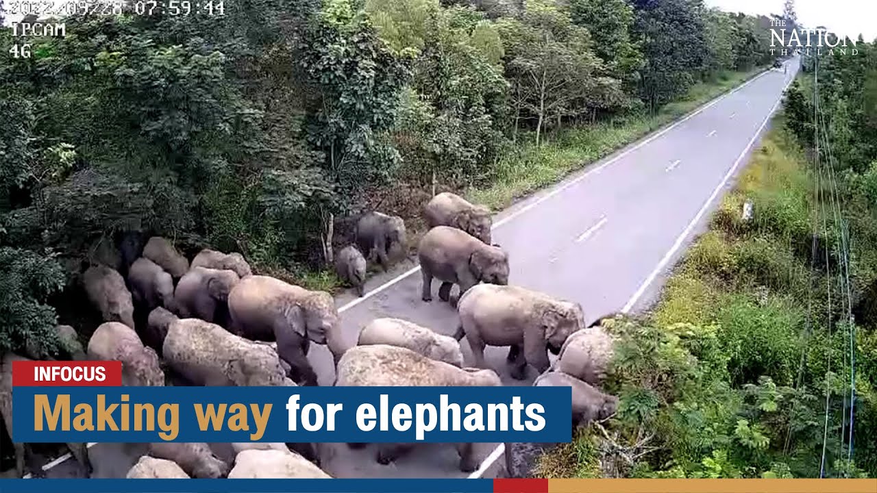 Making way for elephants | The Nation - YouTube