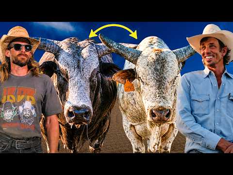 Ich handle Bullen mit JB Mauney!