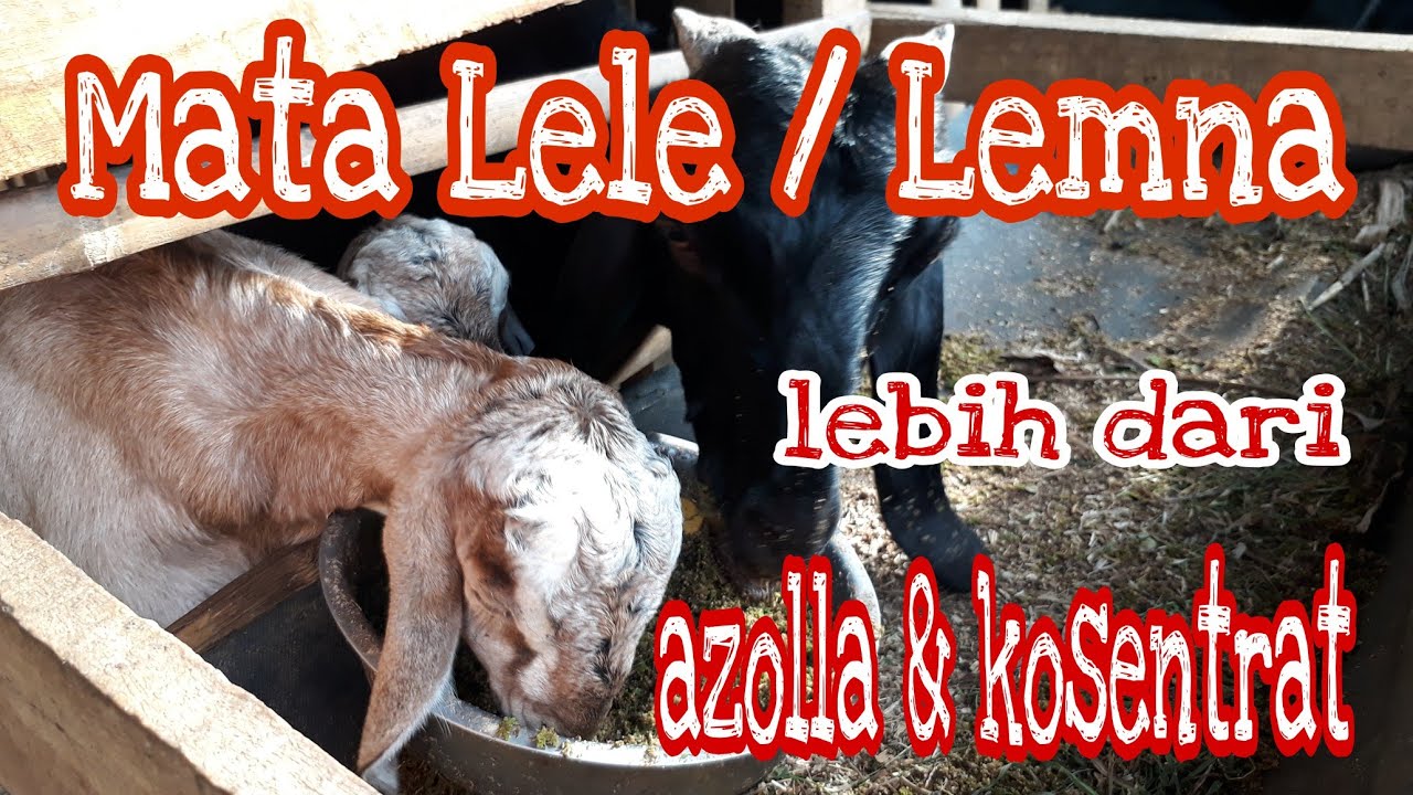 Mata lele / Lemna lebih dari Azolla dan Kosentrat untuk Pakan Kambing ...