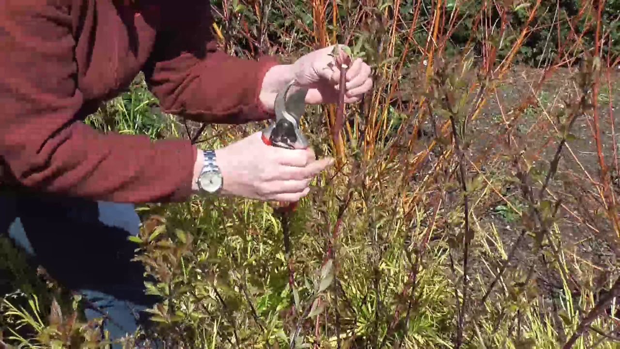 Pruning Cornus alba 'Kesselringii' - YouTube