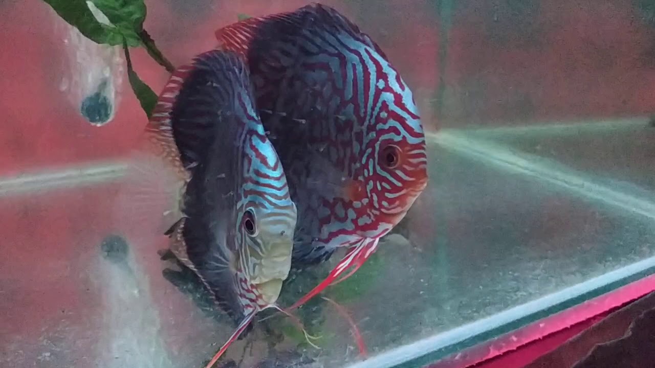 Discus with 3 day old free swimming fry - YouTube