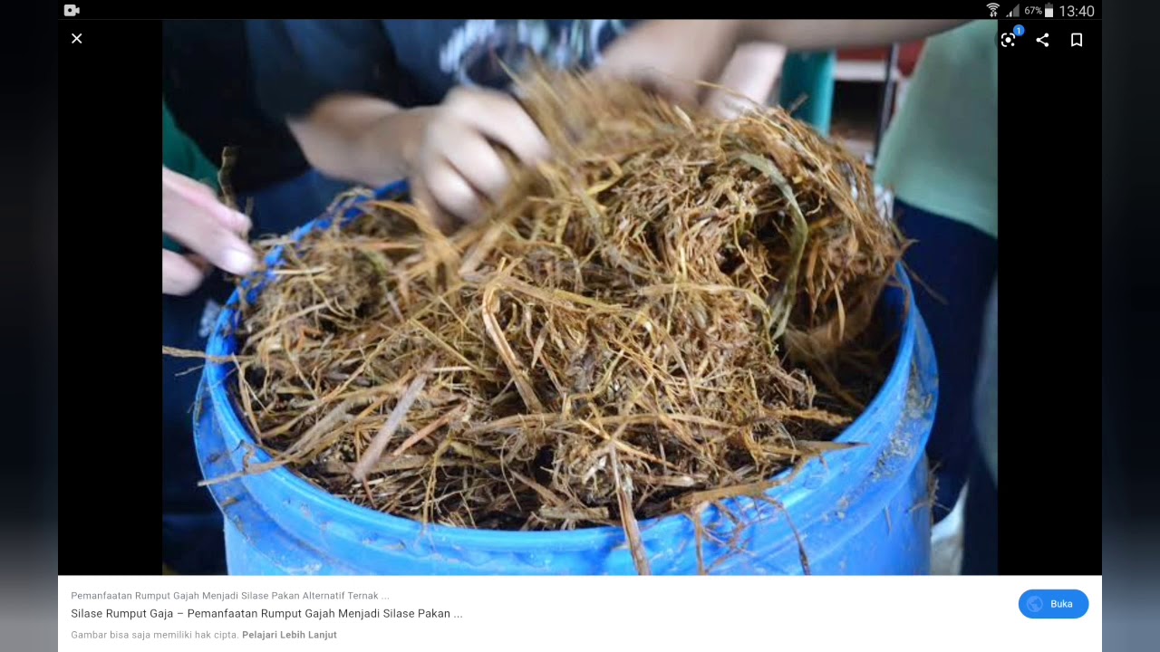 SILASE || PAKAN FERMENTASI TERNAK - YouTube