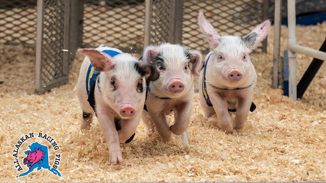 2020 Virtual KC Fair - All-Alaskan Racing Pigs - YouTube