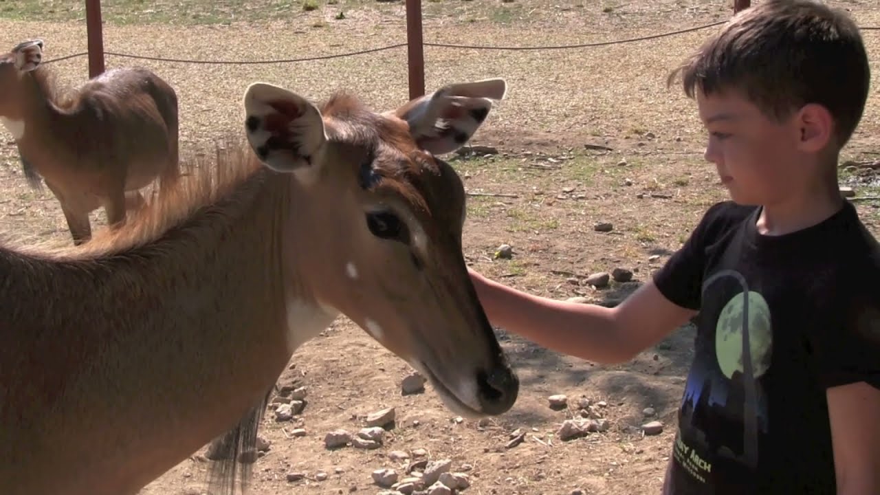Lake Geneva Petting Zoo