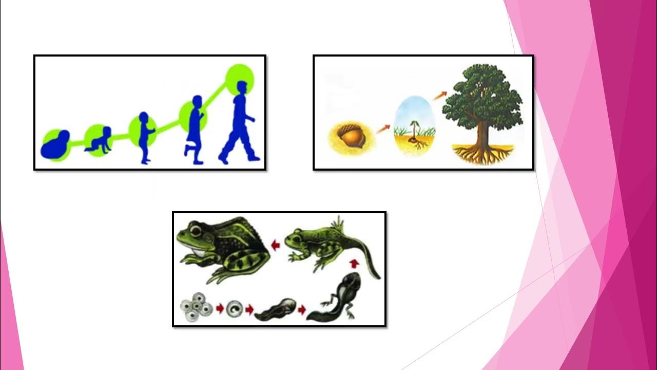 Амьд биеийн өсөлт Youtube