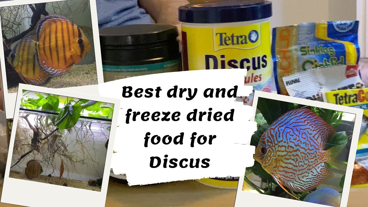 Best dry and freeze dried food for Discus? - YouTube
