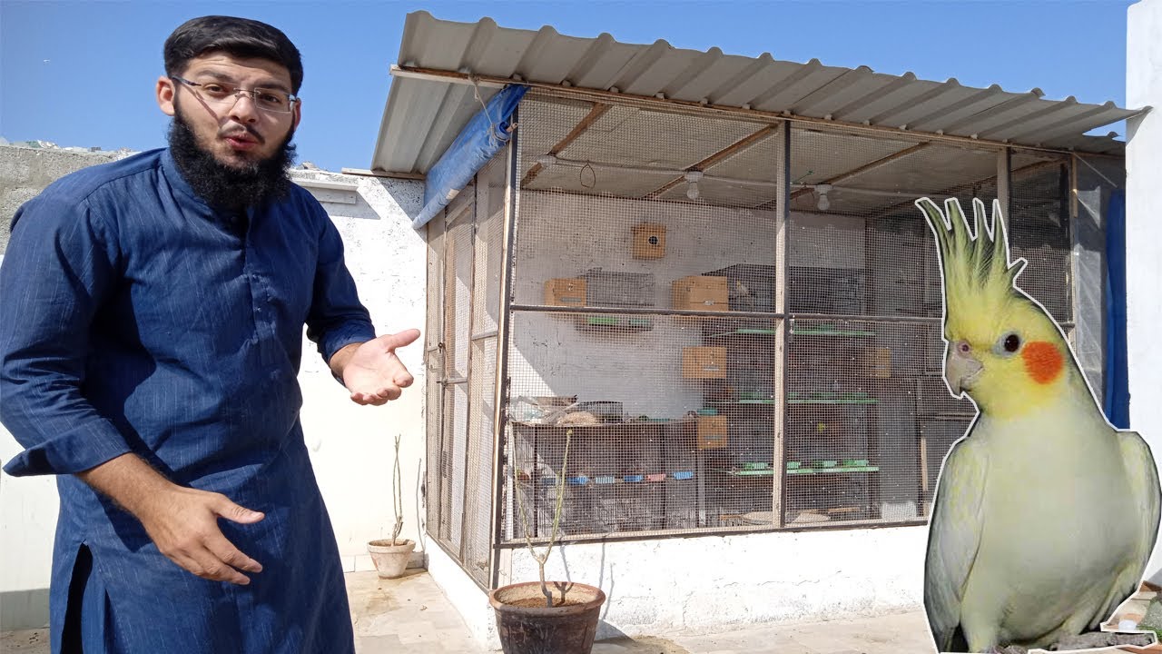 Birds Setup Update | KK Birds - YouTube