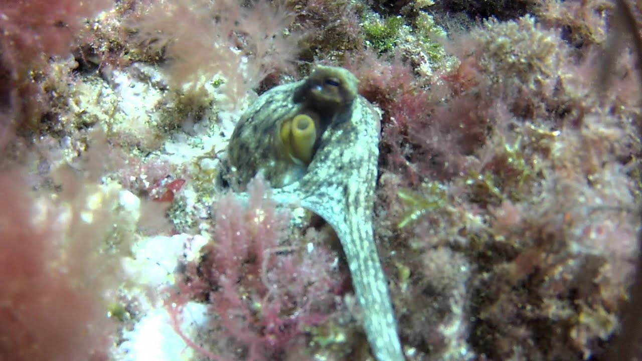 Pulpo Ladrón GoPro HD - YouTube