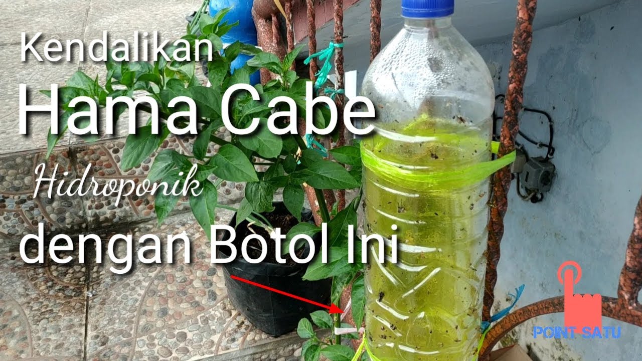 Mengendalikan Hama Cabe Hidroponik dengan Perangkap Kuning ...