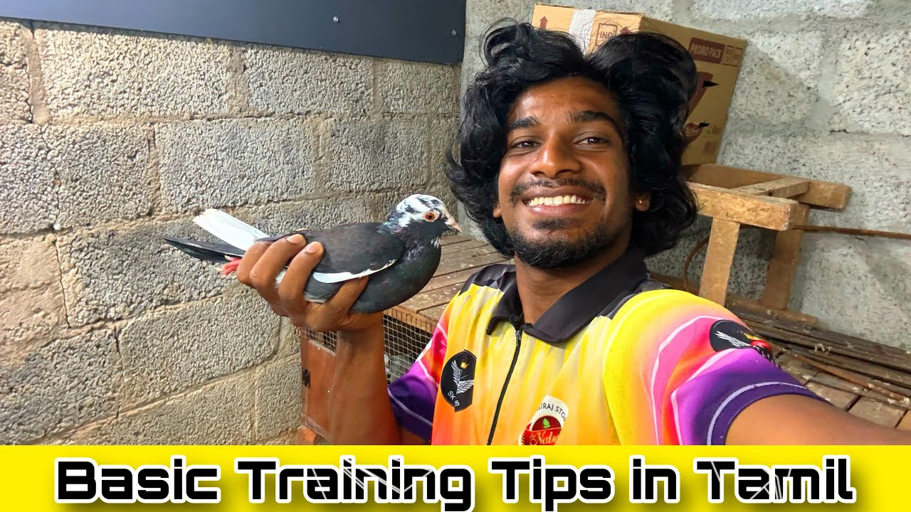 High Flyers Basic Training Tips in Tamil | 6374370483 | parava Training video | #kabootar - YouTube