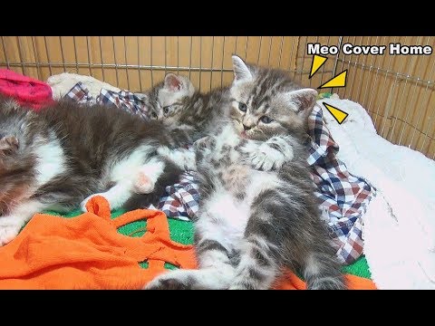 All Kittens Lying In Cage So Cute | Kittens Meowing 2018 | Meo Cover ...