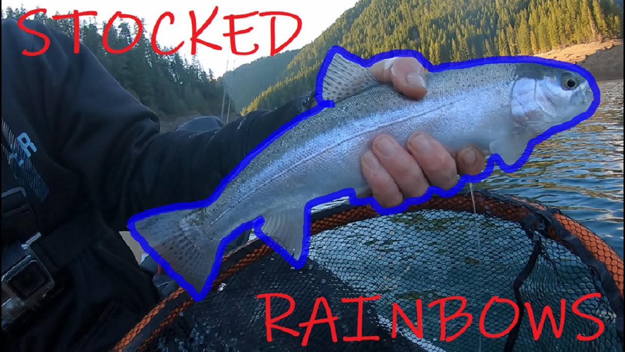 Blue Rainbow Trout
