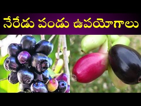 Neredu pandu upayogalu in Telugu |Neredu seed|Neredu fruit|Neredu pandu ...