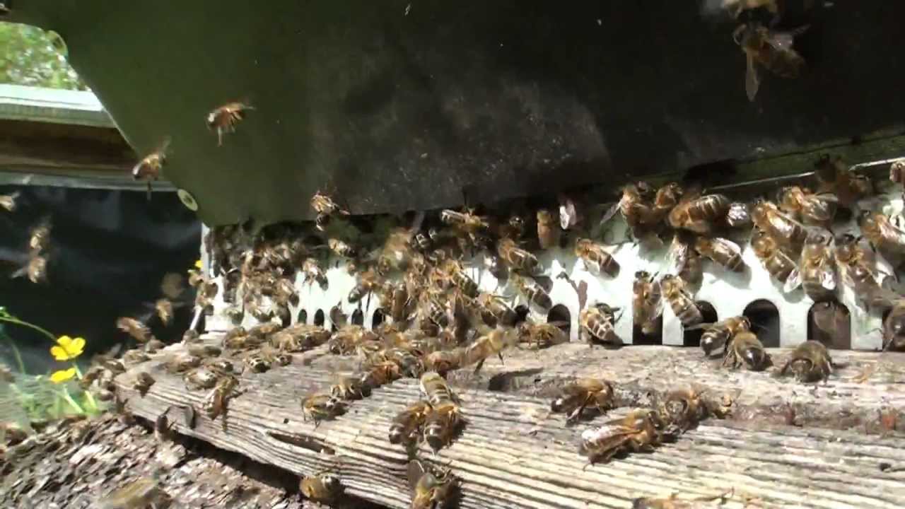 Essaimage Abeilles