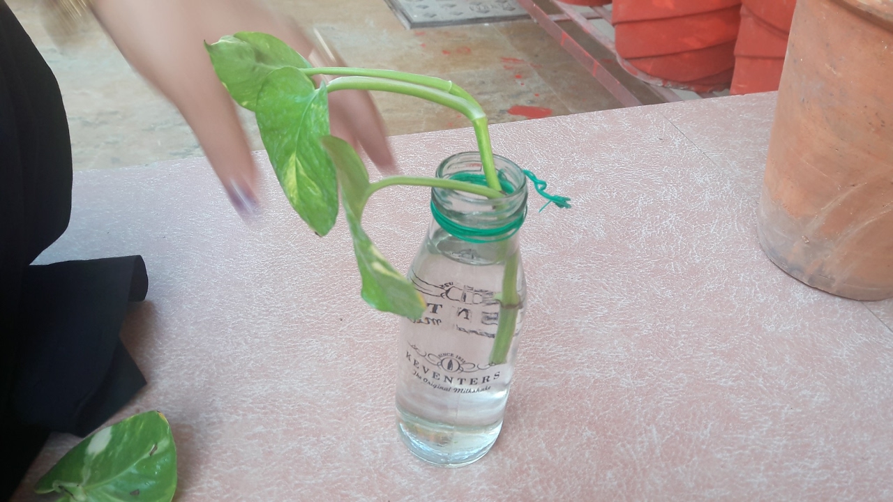How to grow Money Plant in water ? || 2 June, 2017 - YouTube