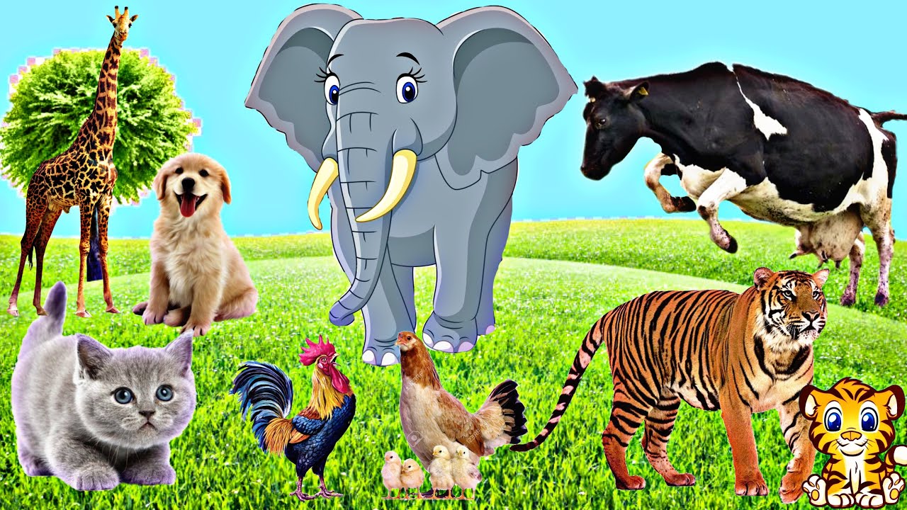 Funny Animal Sounds: Dogs Cats Chickens Cow Goat Ostrich Lion Parrot ...