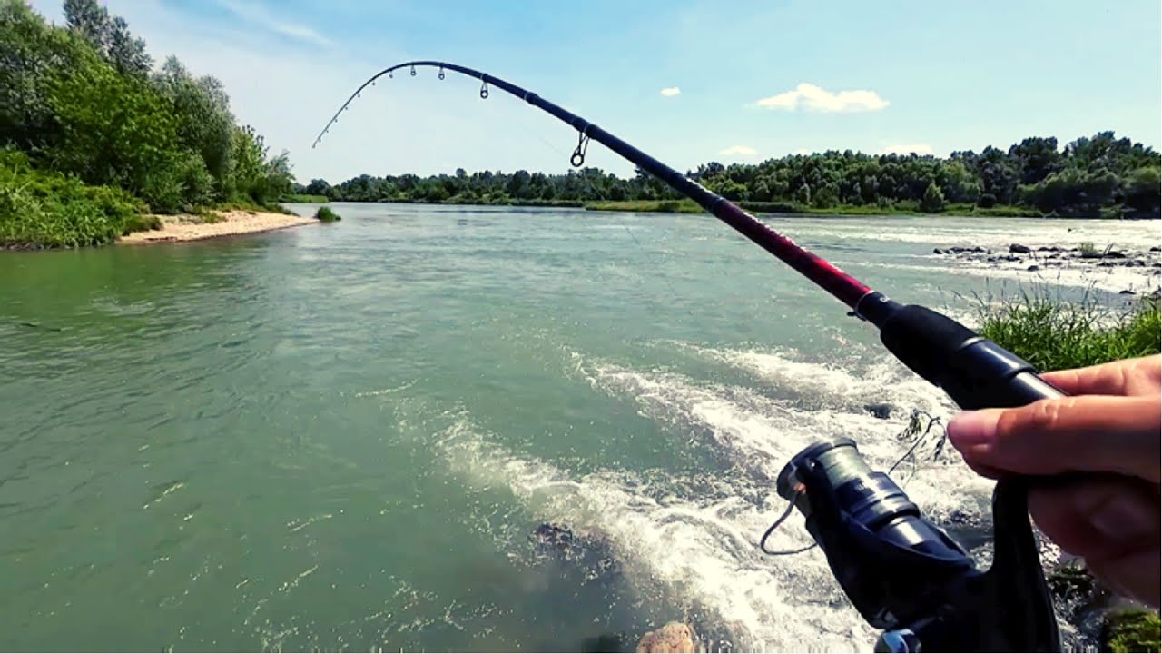 Danube River fishing for Aspius. Catfish underwater in a crystal clear ...