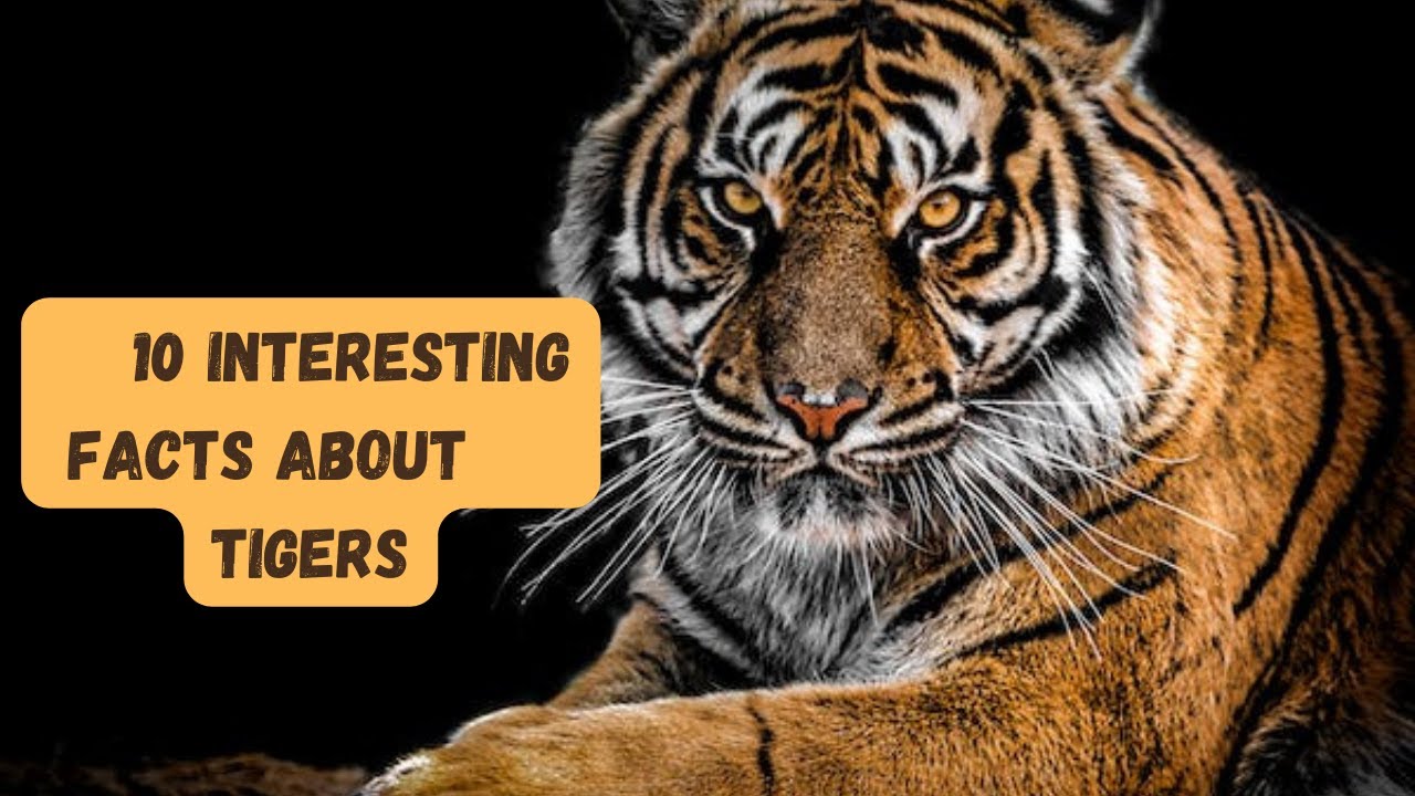 [Top 10 Interesting Tiger Facts] | Tigers | #tigers | @AnimalsAN - YouTube