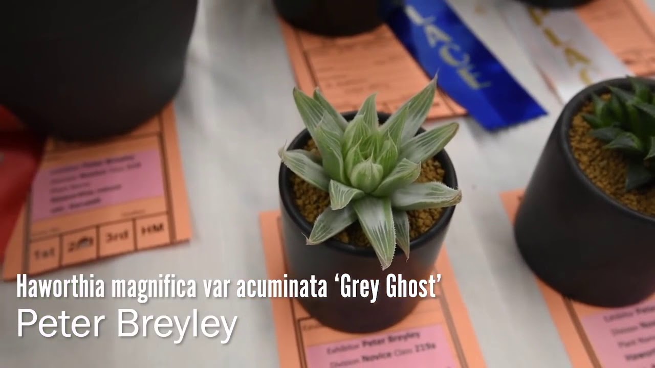 Succulents Identification: Haworthia magnifica var acuminata Grey Ghost ...