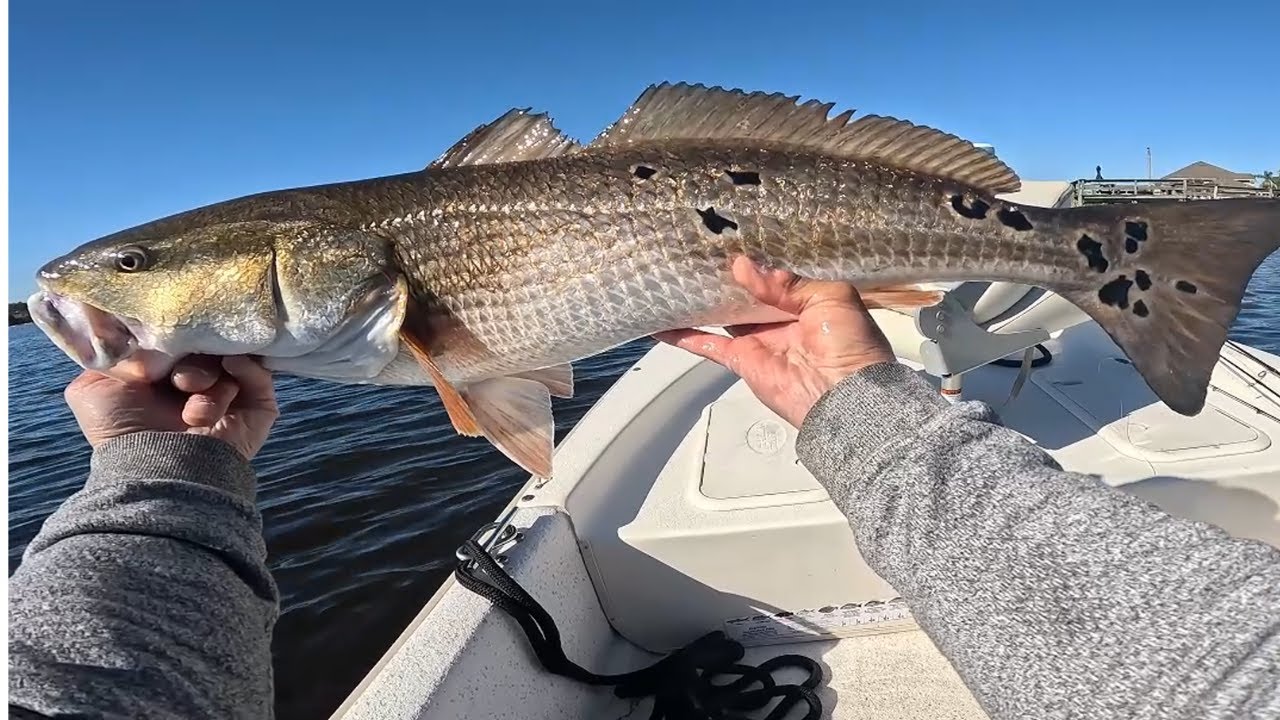 🎣 Epic Redfish & Black Drum Catch! in Jacksonville Florida🐟🔥 - YouTube