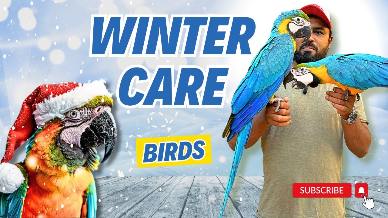 Winter Care for Birds | How to take care of your parrots in winter? # ...