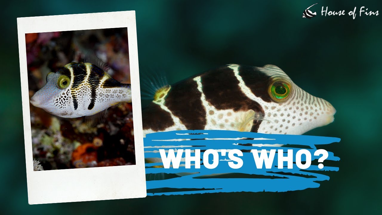 Who's Who? (Mimic Filefish vs. Valentini Puffer & Other New Saltwater ...