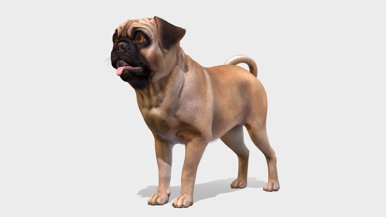 Pug Animations - YouTube