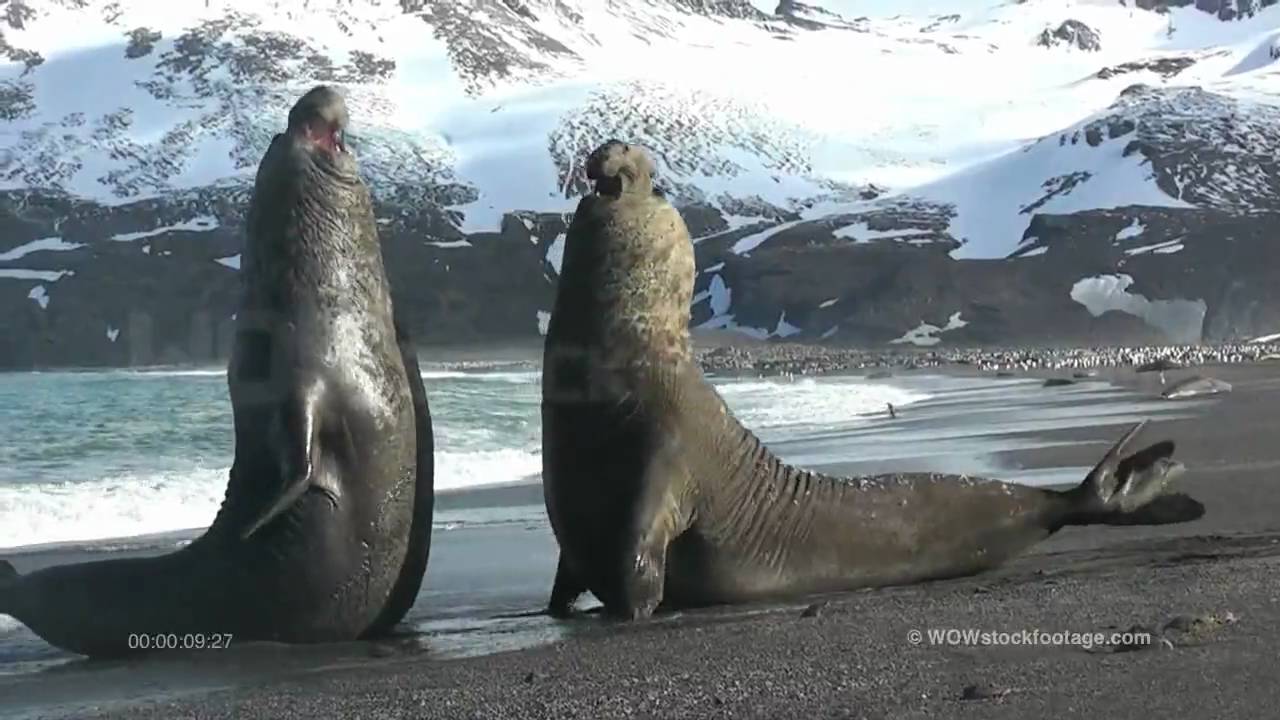 Elephant Seal Fight Gif
