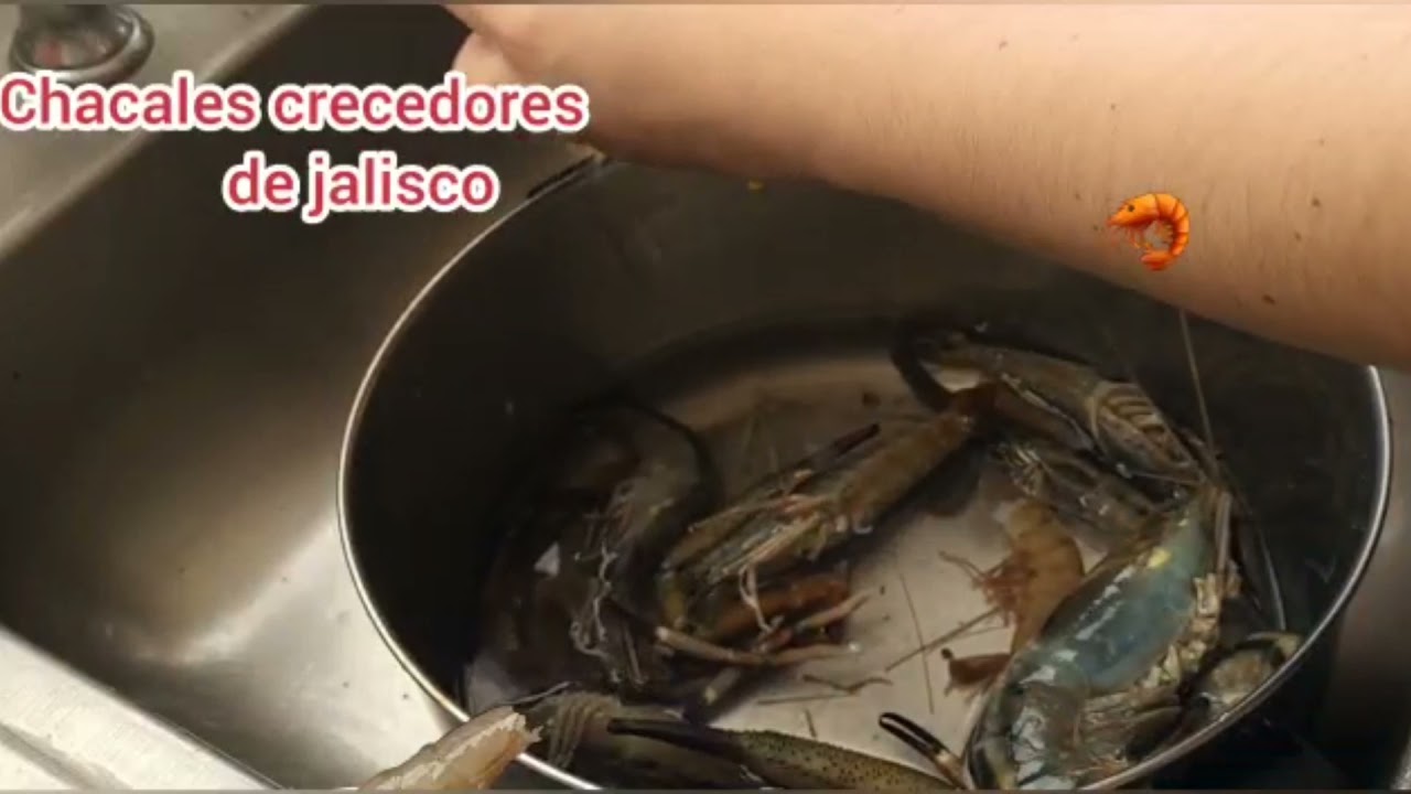 Caldo de chacales crecedores de Jalisco 🦐 - YouTube