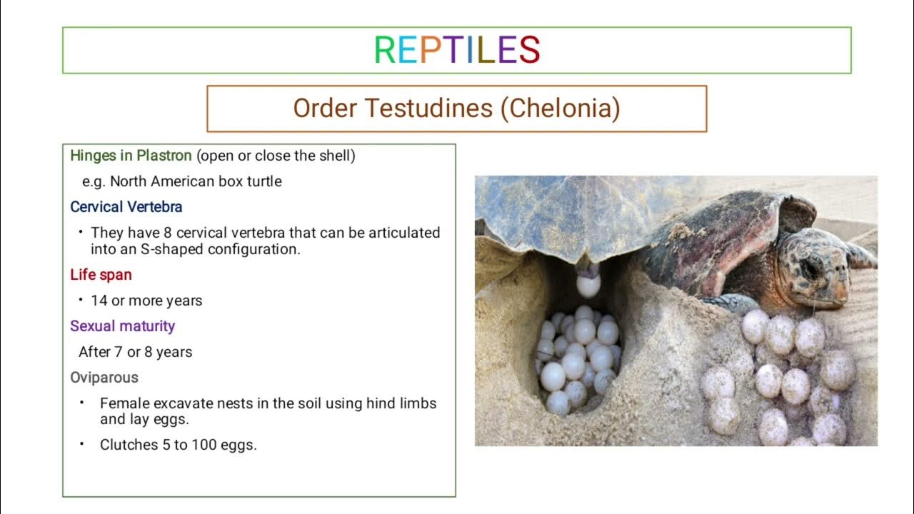 Order Testudines (Chelonia) of Class Reptilia for BS, BSc and MSc - YouTube
