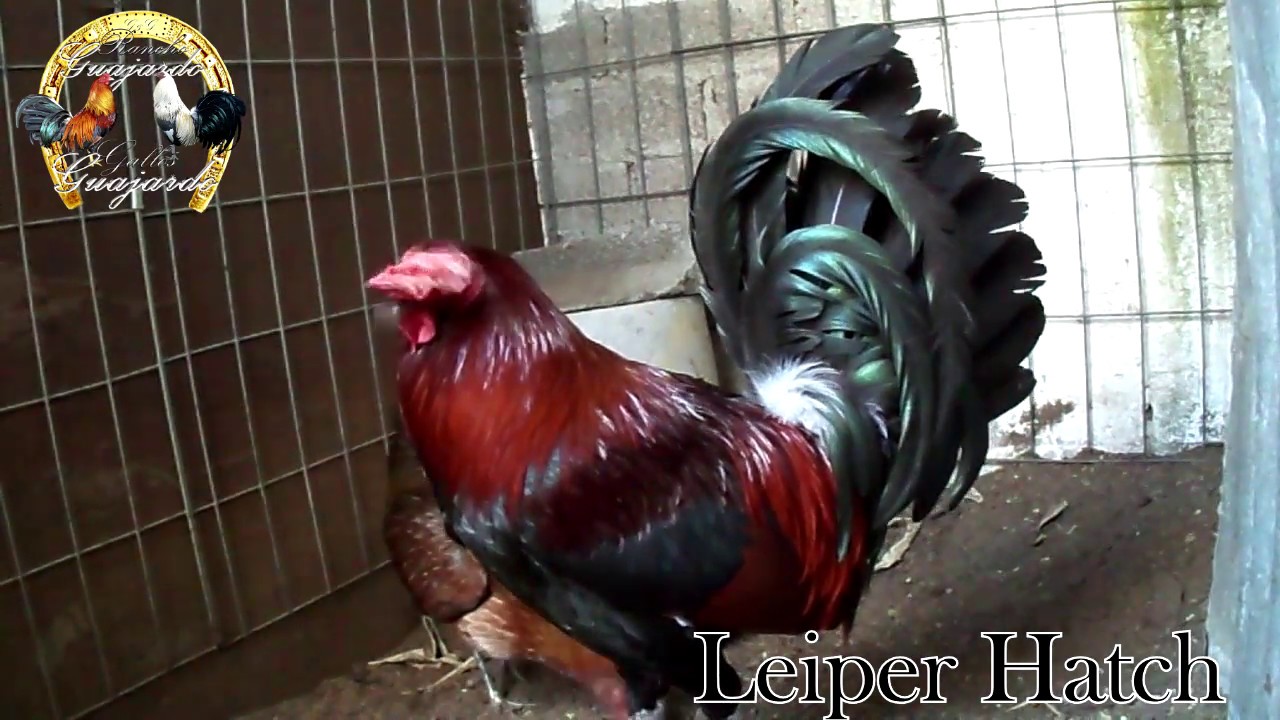Leiper Hatch Rancho Guajardo - YouTube