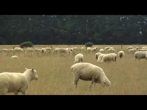 Sheep 01 - Free Stock Footage - YouTube