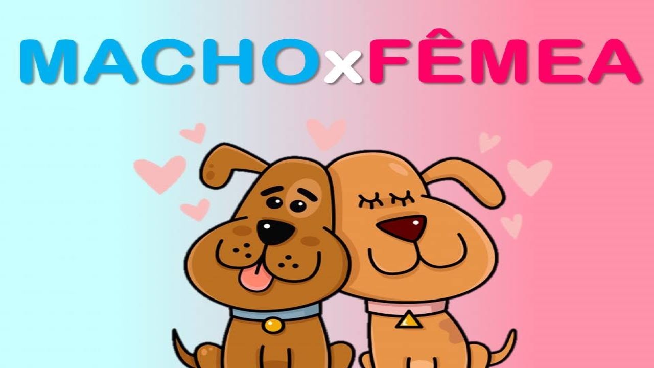 ANIMAIS: MACHO E FÊMEA | Cada animal tem seu par 🐾 | Educação Infantil ...