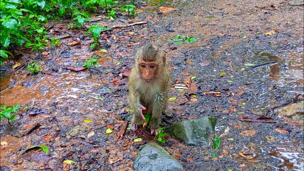 Rainbow Monkey Raining Poor Monkey Rainbow today - YouTube