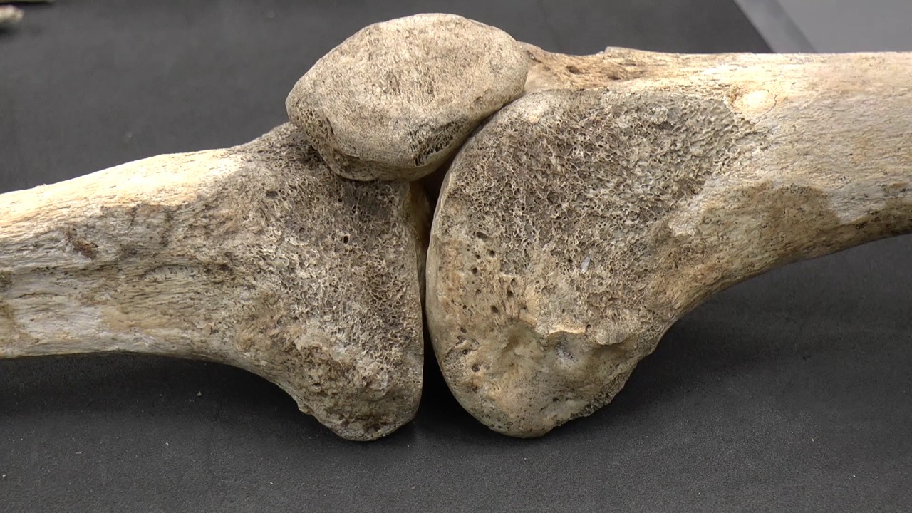 Life After Death - Conservation of an Anglo Saxon Skeleton - YouTube