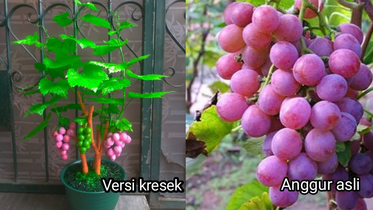 DIY pohon bonsai anggur dari plastik kresek - YouTube