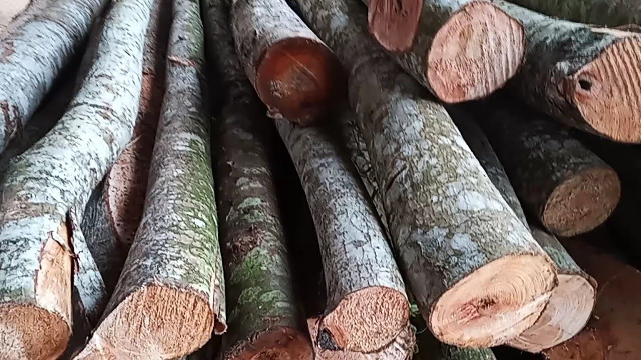 Menikmati profesiku (proses penggergajian kayu sengon merah, untuk ...