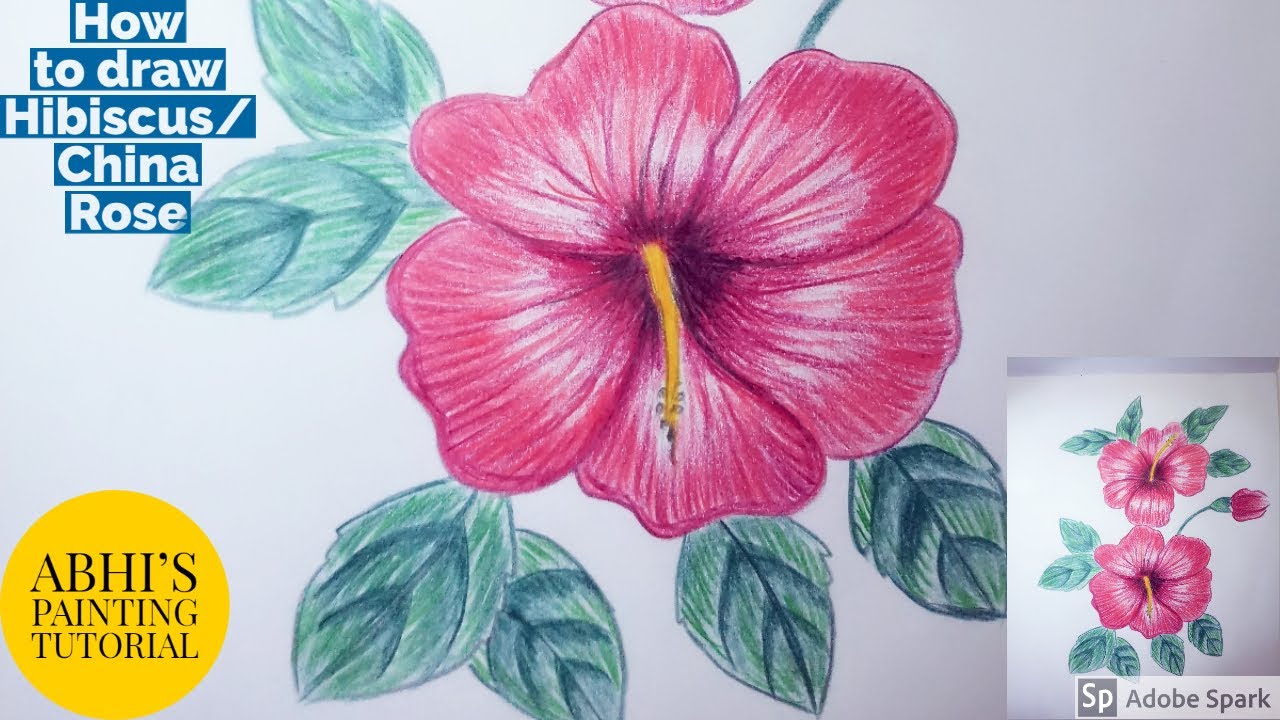 How to draw Hibiscus/ China rose_a real china rose_step by step_Vid No ...