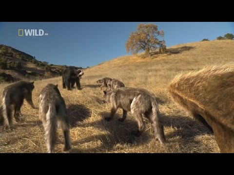 Competitors Of The Dire Wolf | Prehistoric Predators Episode 2 - YouTube