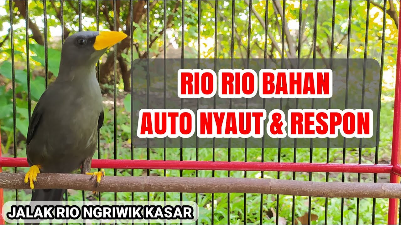 JALAK RIO GACOR untuk pancingan RIO RIO BAHAN OMBYOKAN & MALAS BUNYI ...