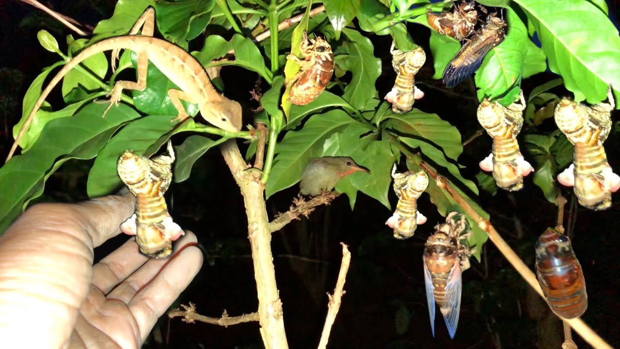 Hunting Insects that Harm Coffee Plants, Hunting Cicadas at Night ...