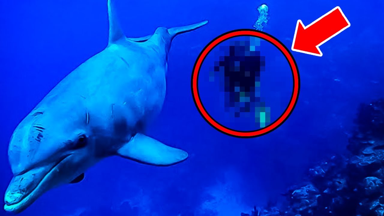 This Dolphin Approaches The Diver and Begged Him for Help. - YouTube