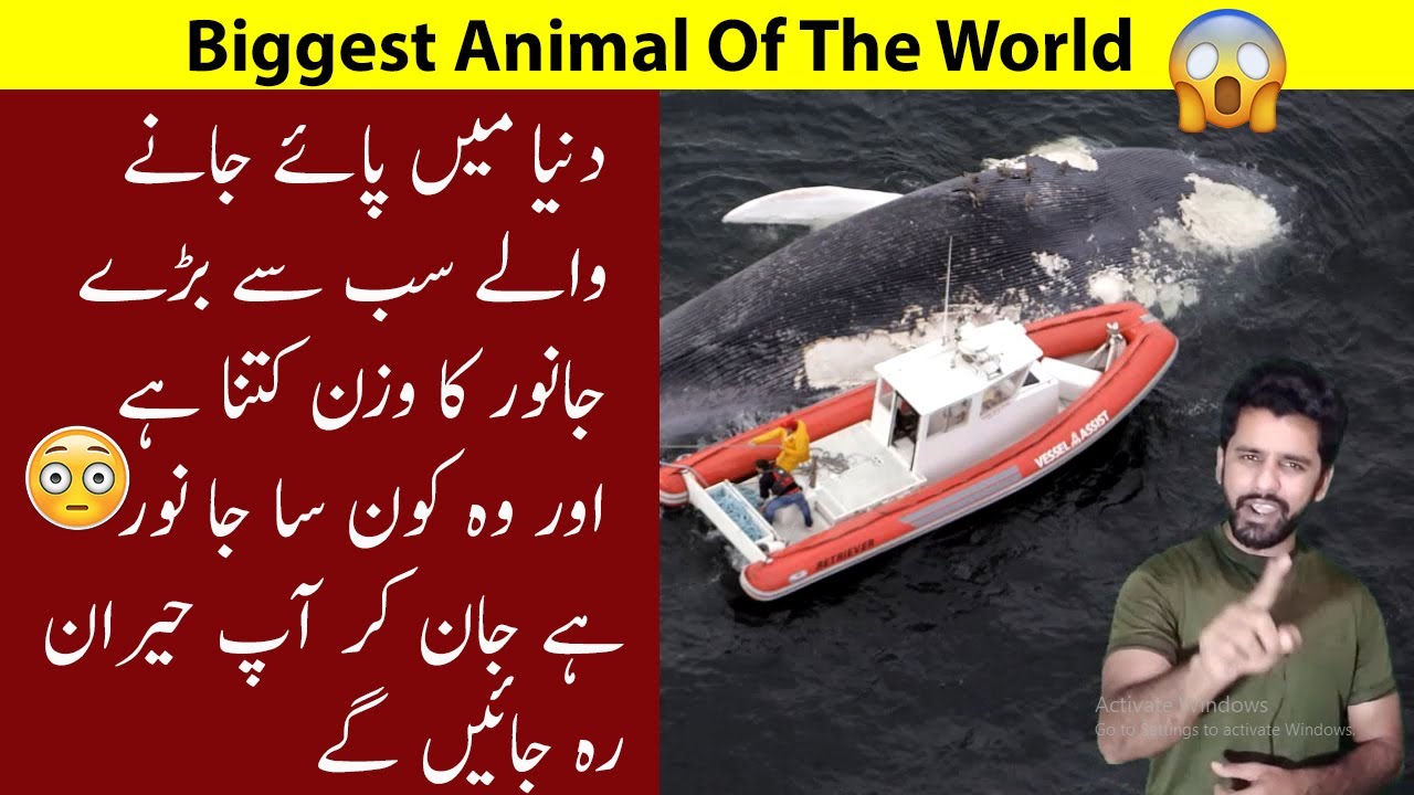 Which Is The Biggest Animal Of The World And How Much Weight Of That which-is-the-biggest-animal-of-the-world-and-how-much-weight-of-that