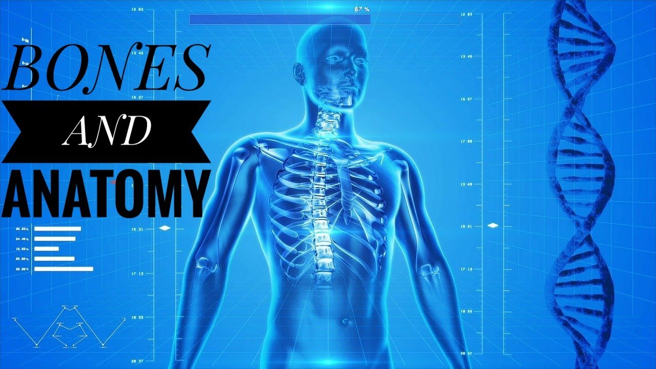 BONES AND ANATOMY HUMAN SKELETON BONES HITESH KUMAR 2020 YouTube bones-and-anatomy-human-skeleton-bones-hitesh-kumar-2020-youtube