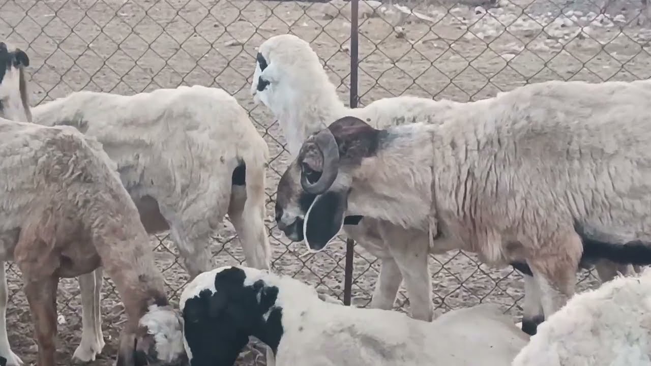 Sheep Bull Bhot Gusa Ho Gya | Animal Meeting | Sheep Meeting - YouTube