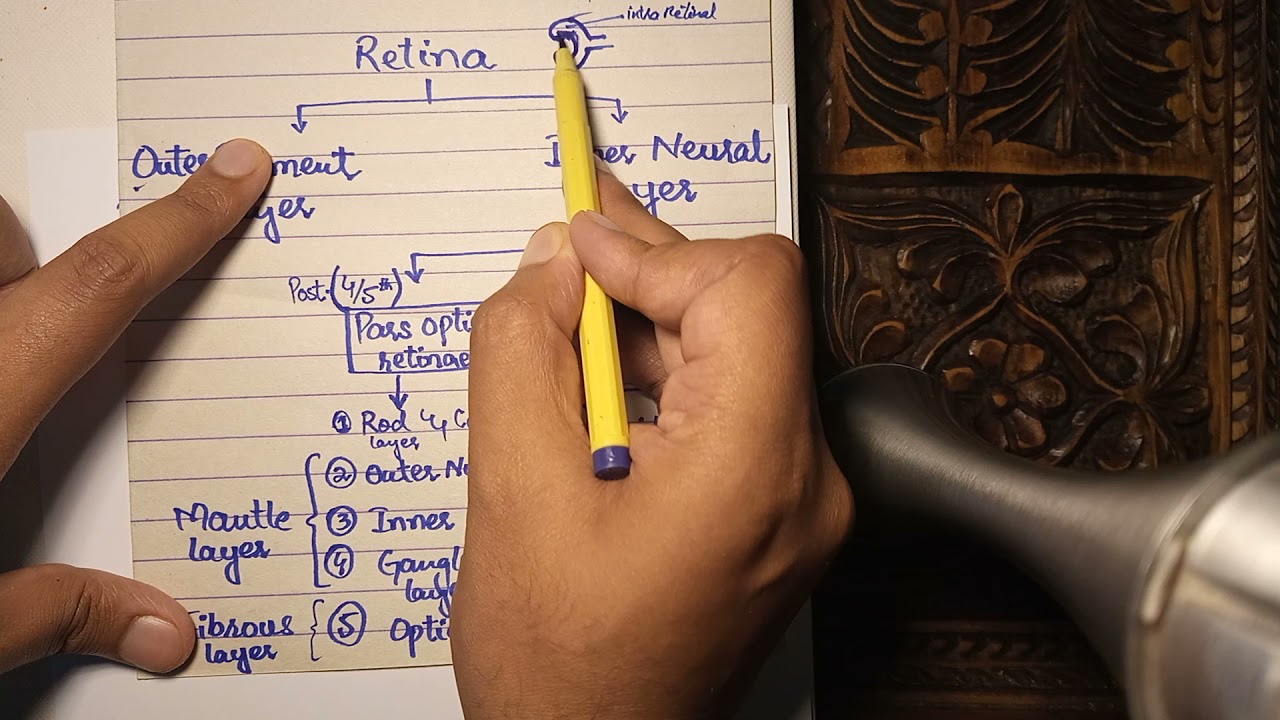 Embryology of Eye [Retina, Iris and Ciliary Body] - YouTube