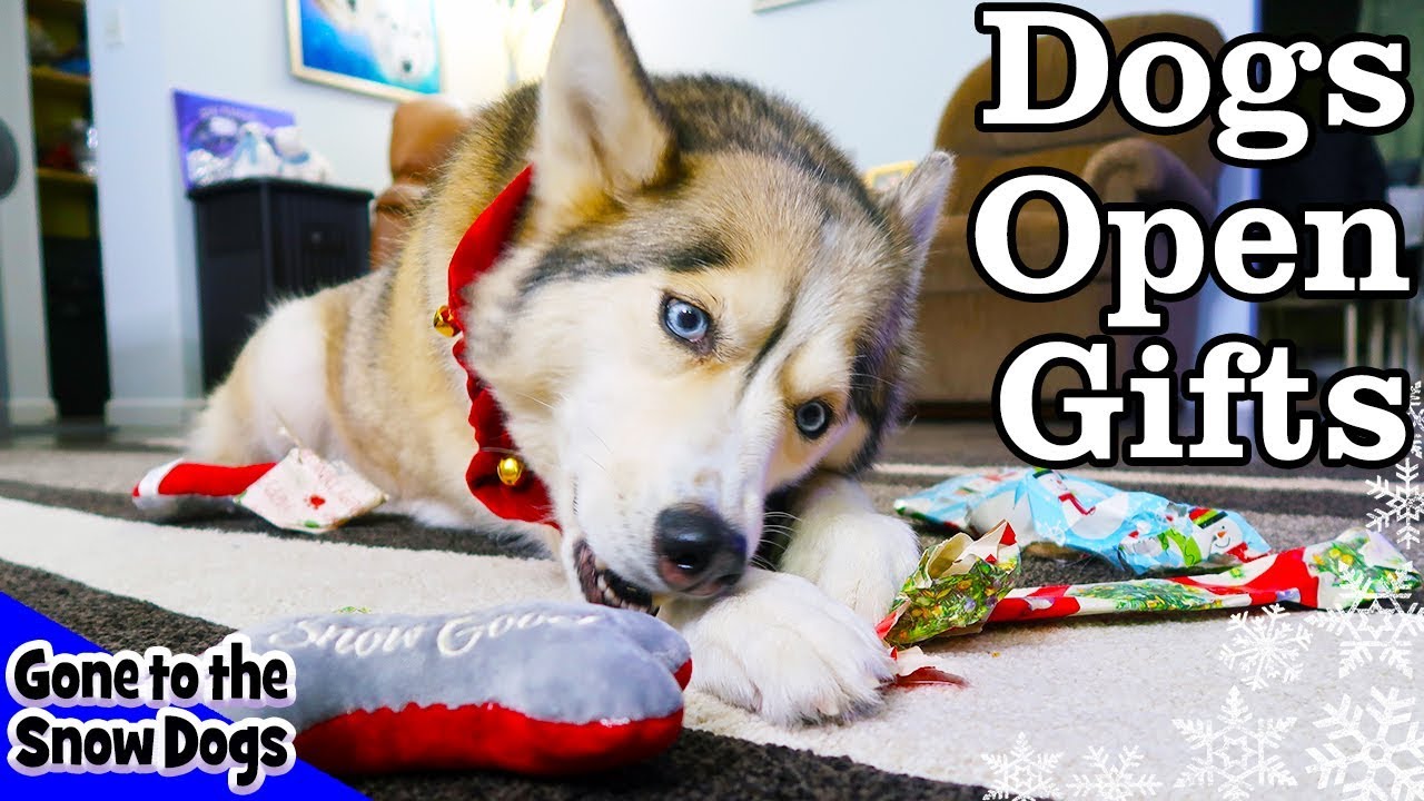 Husky Opening Christmas Presents | Dogs Open Christmas Gifts - YouTube
